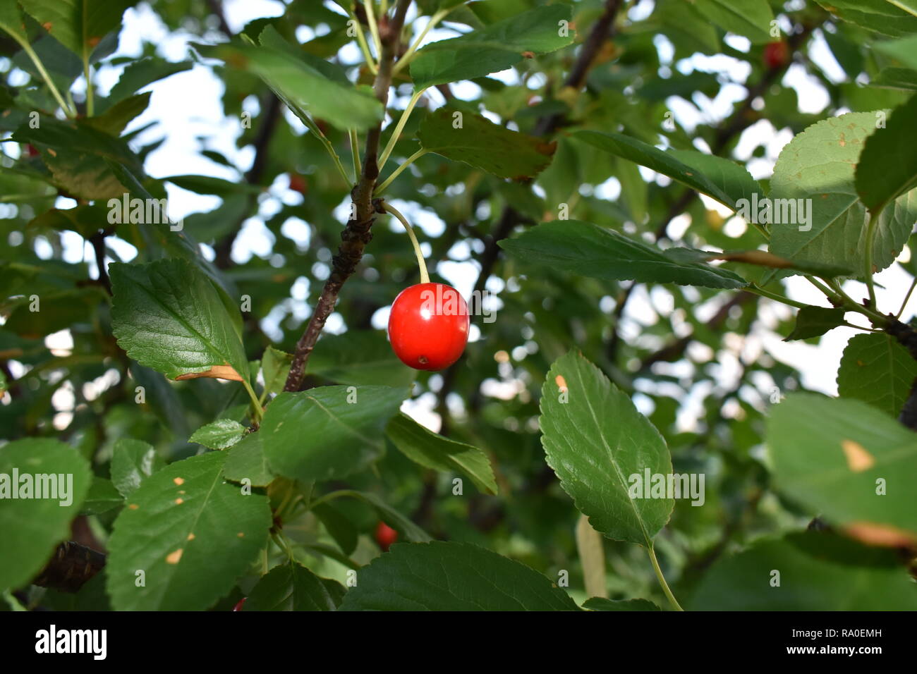 One cherry tree hi-res stock photography and images - Alamy