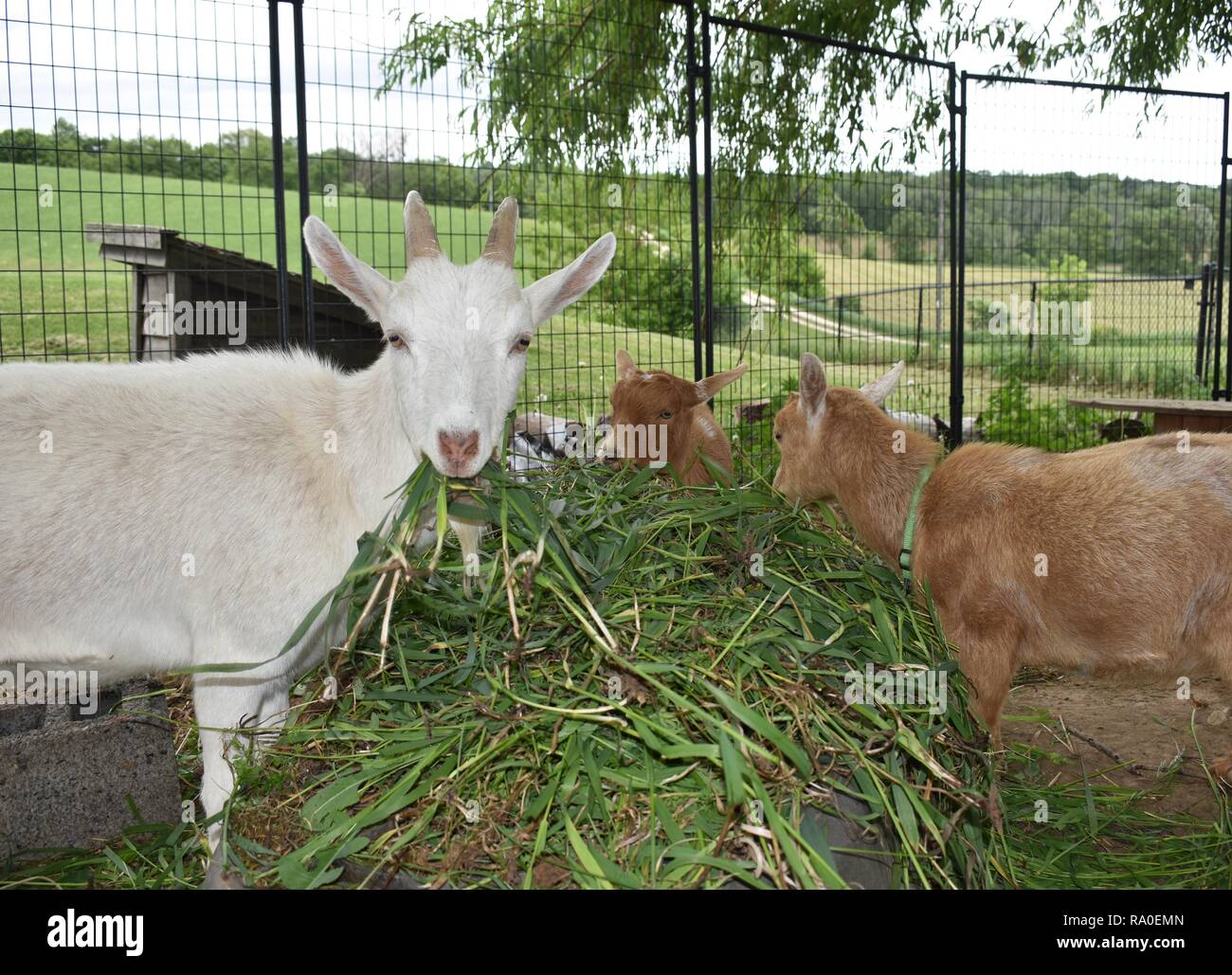 Three goat friends snacking on grass on a farm in summer Stock Photo ...