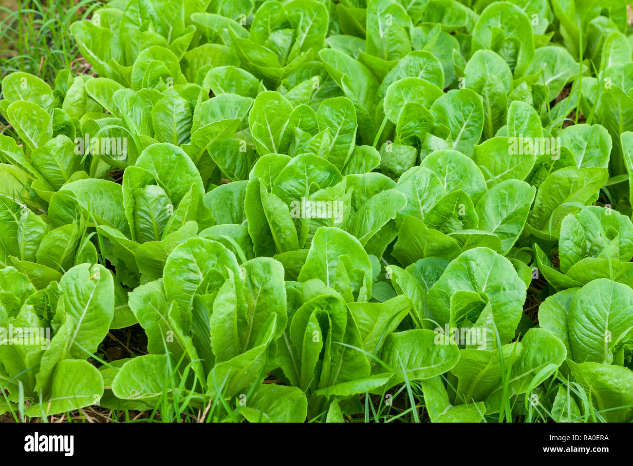 Fresh butterhead salad lettuce in Organic Fram Stock Photo - Alamy
