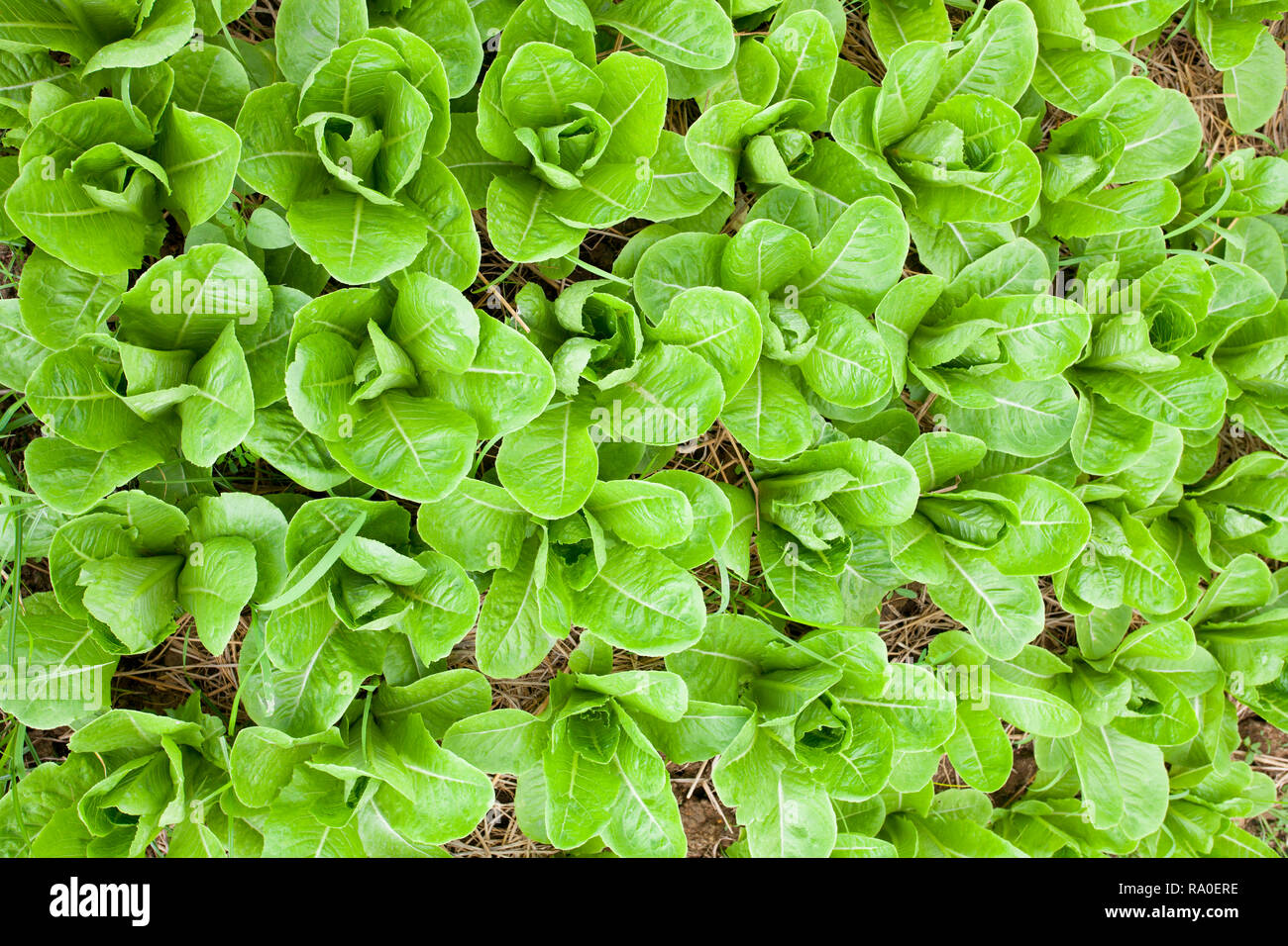 Fresh butterhead salad lettuce in Organic Fram Stock Photo - Alamy