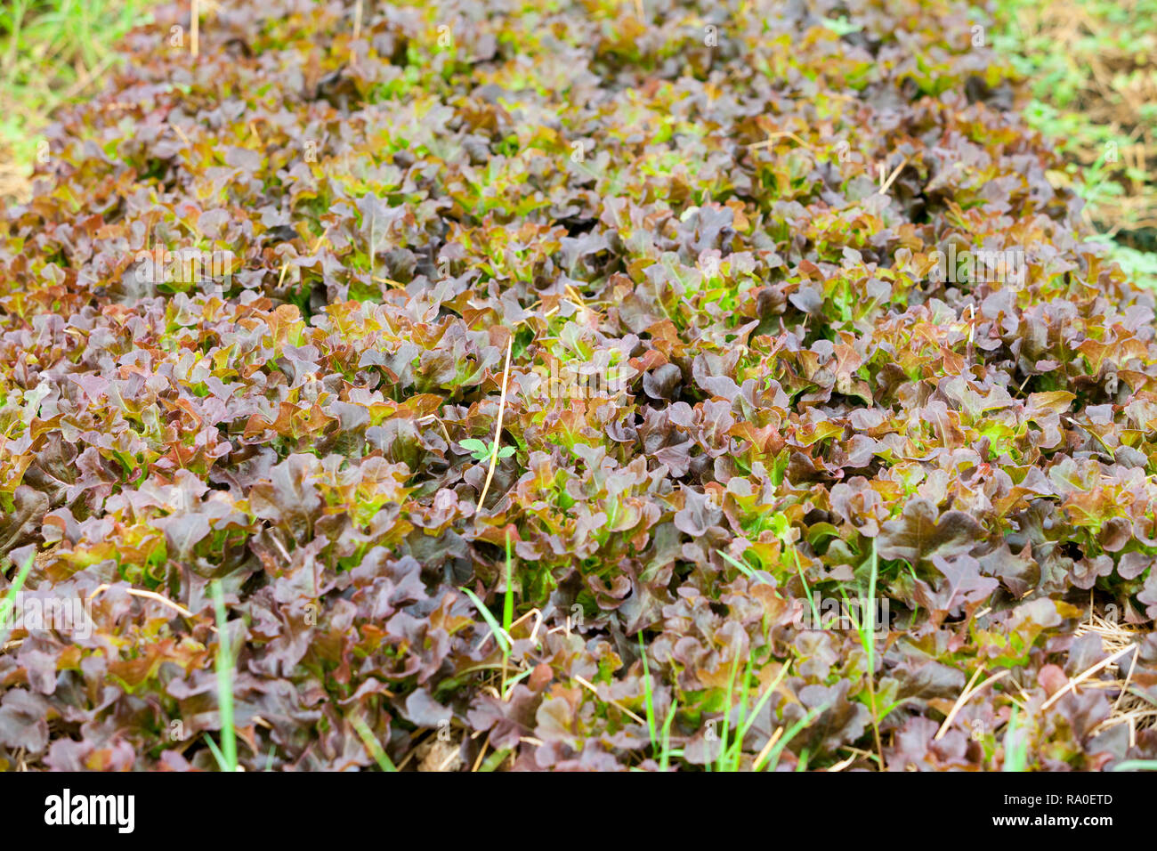 Fresh butterhead salad lettuce in Organic Fram Stock Photo - Alamy