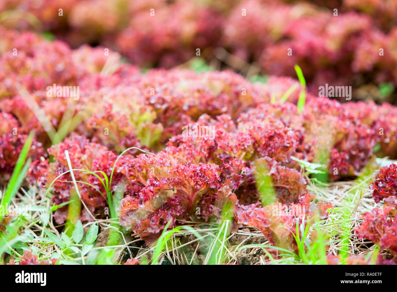 Fresh butterhead salad lettuce in Organic Fram Stock Photo - Alamy