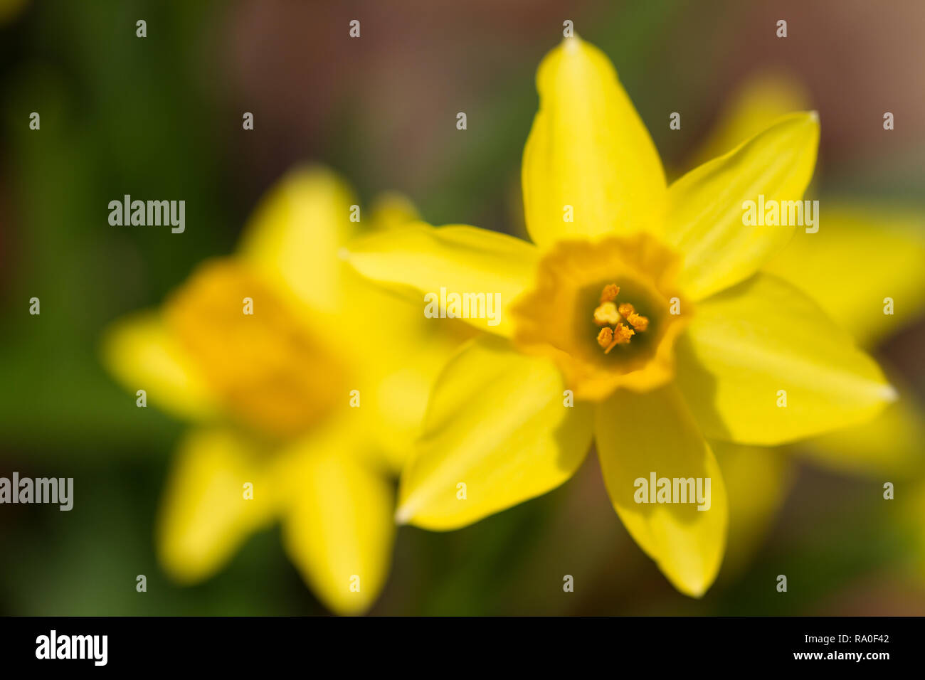 Tiny daffodils hi-res stock photography and images - Alamy