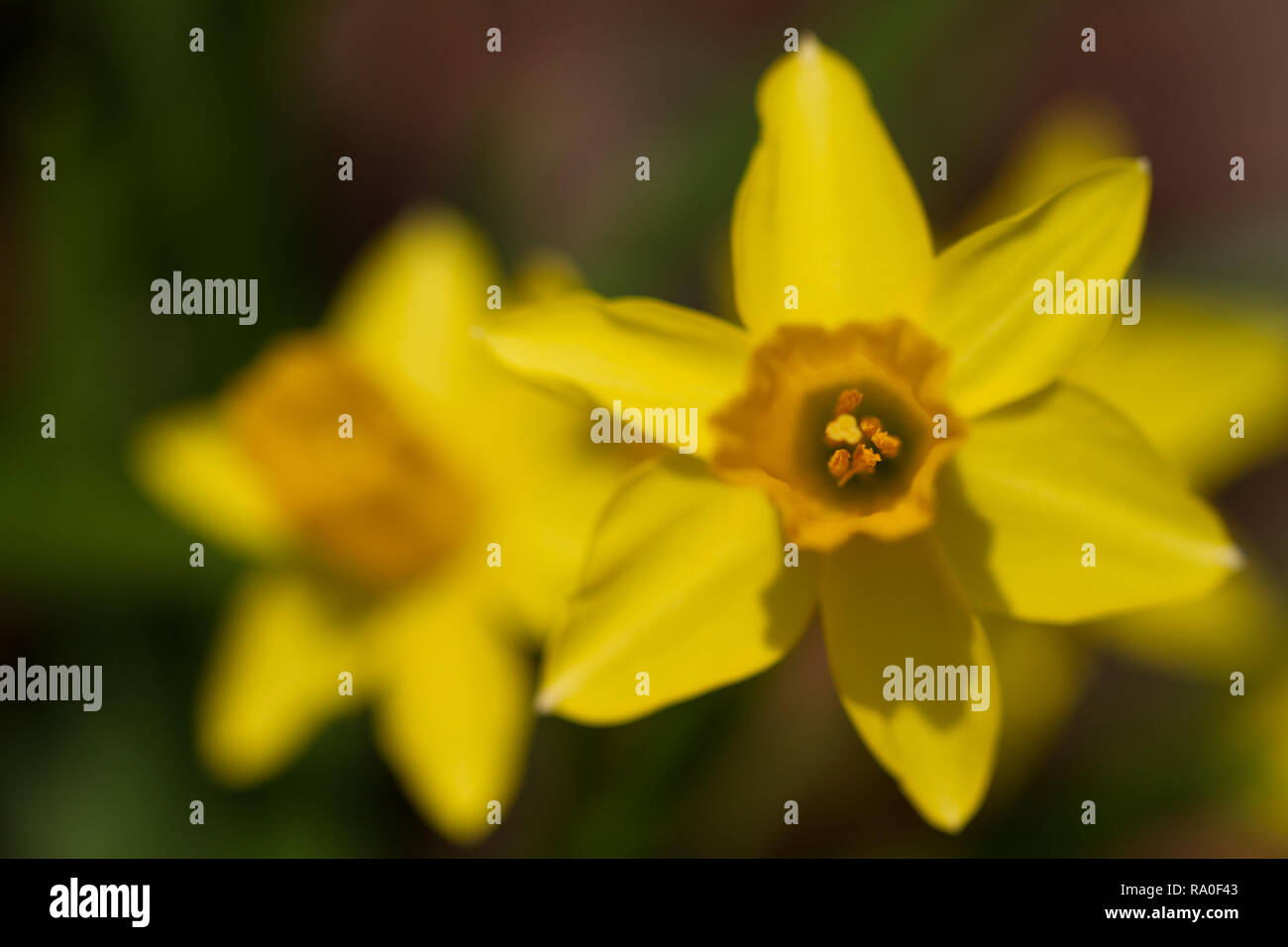 Tiny daffodils hi-res stock photography and images - Alamy