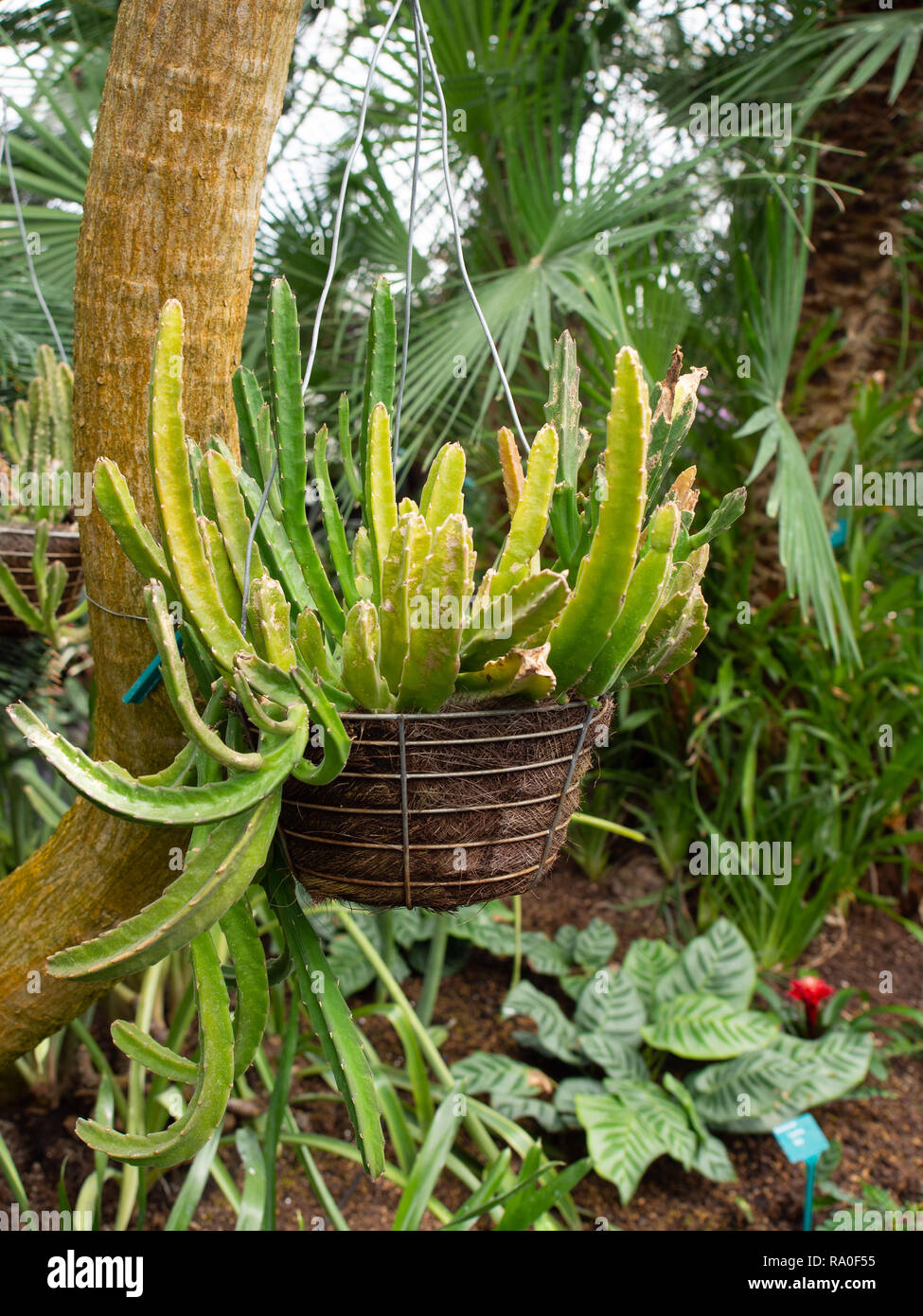Plants Growing In The Botanic Gardens Greenhouse Stock Photo - Alamy