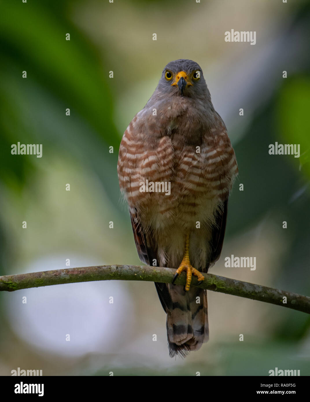 Roadside Hawk in Costa Rica Stock Photo - Alamy