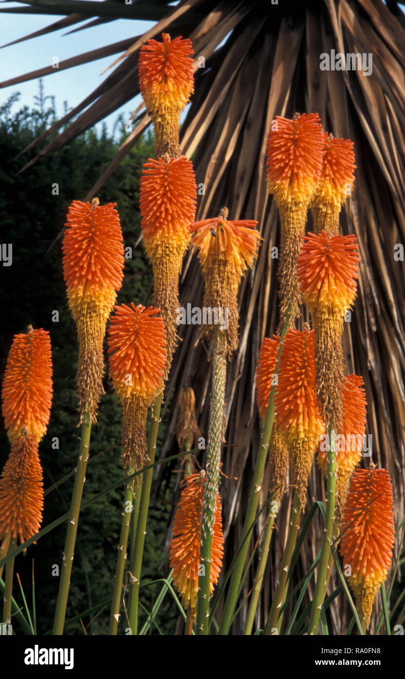 Red hot poker pokers kniphofia hi-res stock photography and images - Alamy