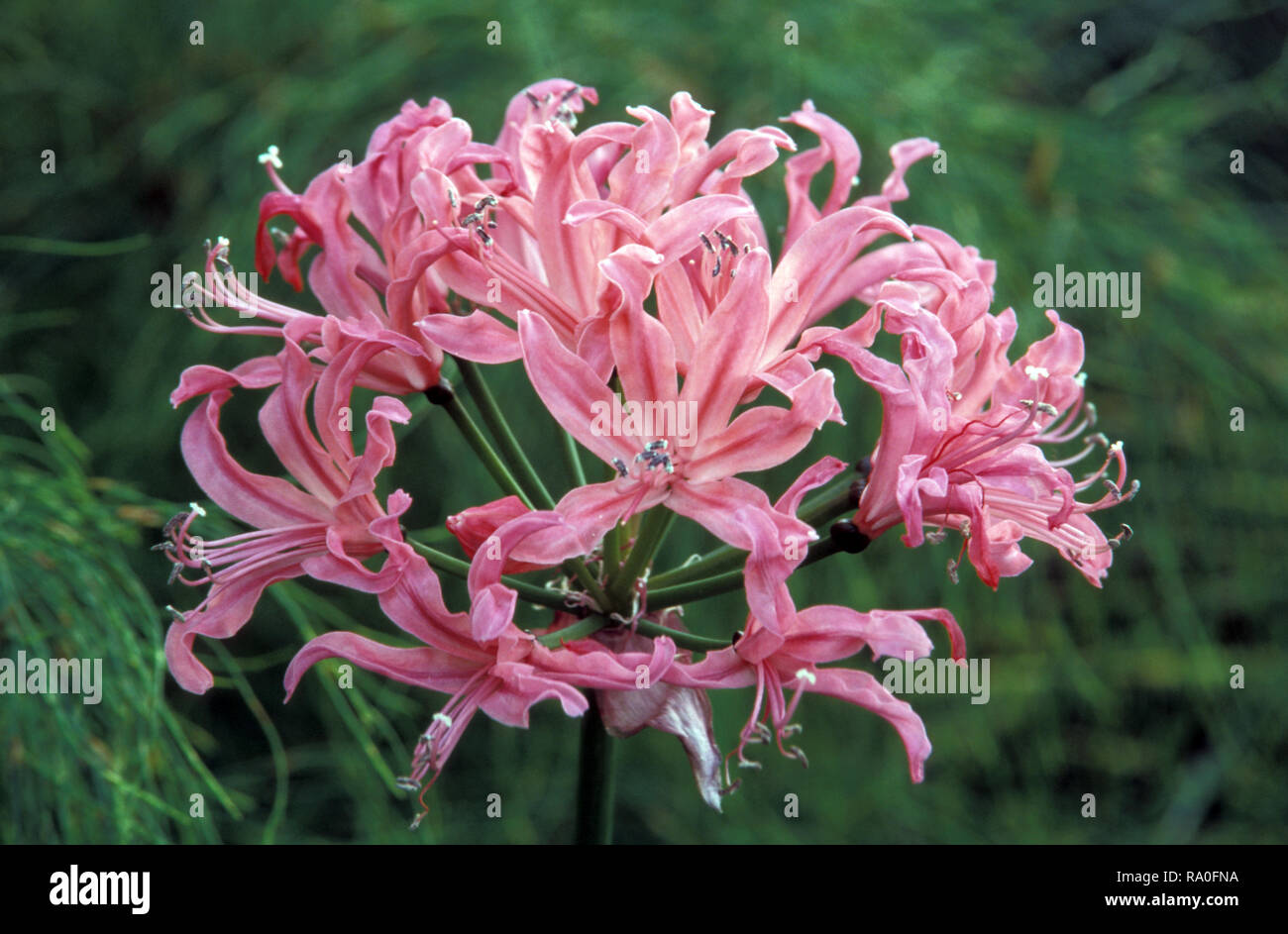 Nerines flowers hi-res stock photography and images - Alamy