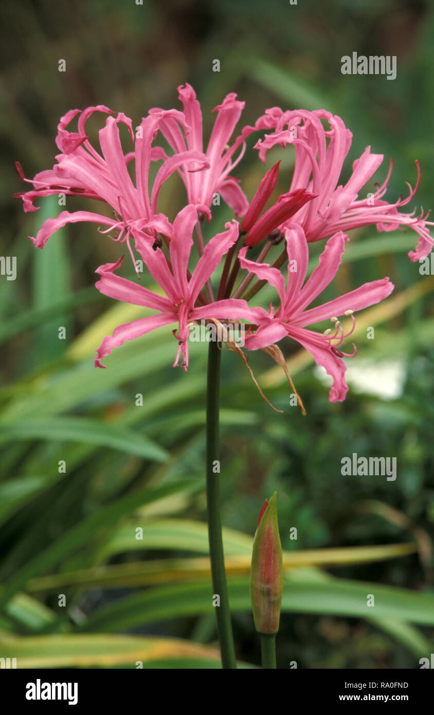 Nerines flowers hi-res stock photography and images - Alamy