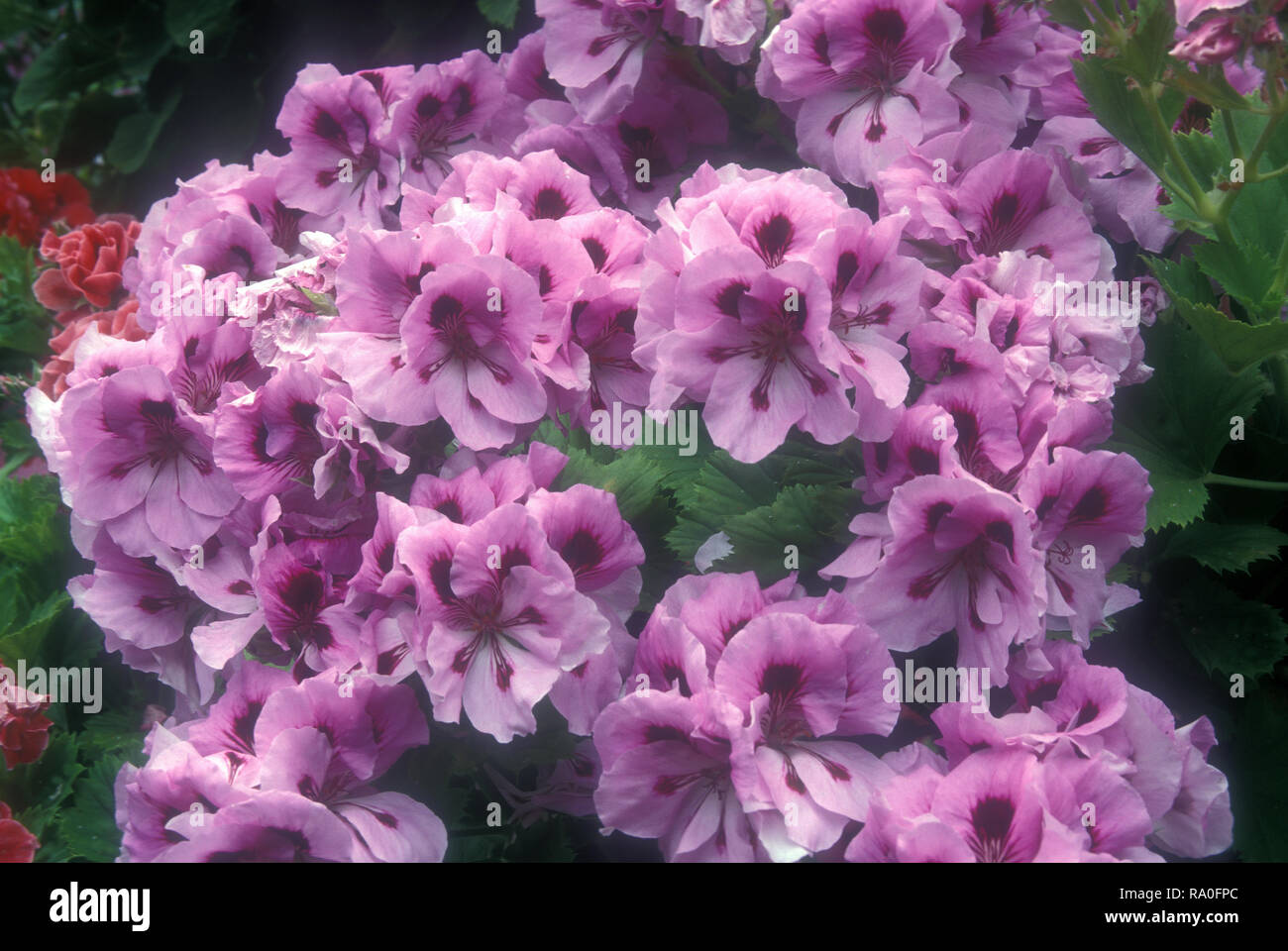 PINK GERANIUMS (PELARGONIUMS Stock Photo - Alamy