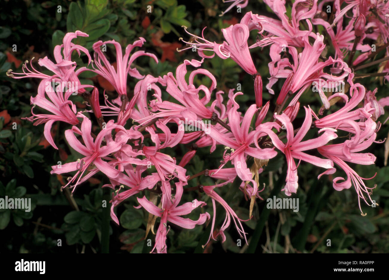 PINK NERINE FLOWERS Stock Photo - Alamy