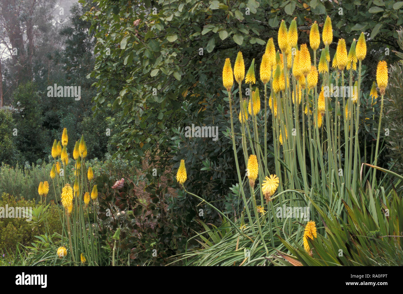 Yellow hammer hi-res stock photography and images - Alamy