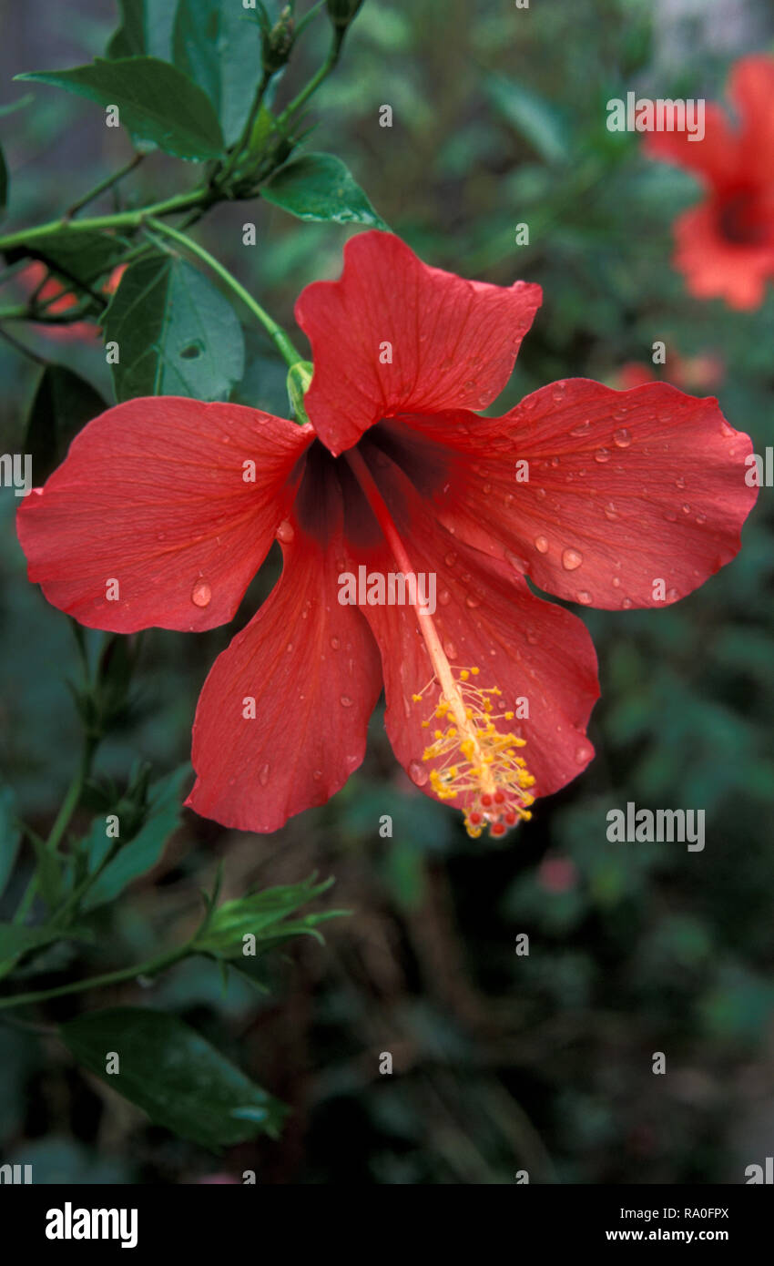 RED HIBISCUS FLOWER Stock Photo - Alamy