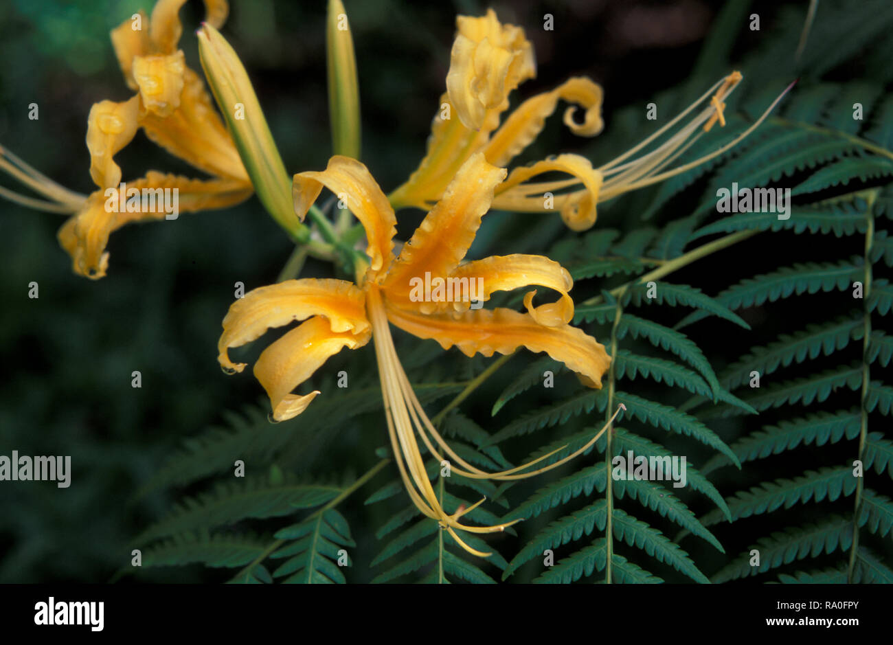 ORANGE NERINE FLOWERS Stock Photo - Alamy