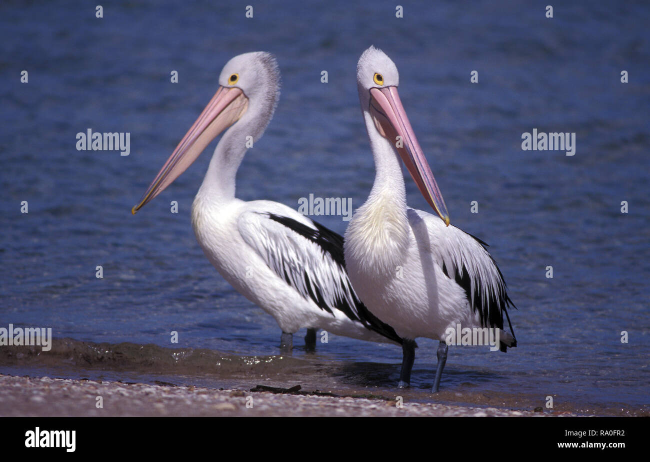 AUSTRALIAN PELICANS, PELECANUS CONSPICILLATUS ON THE EYRE PENINSULA ...