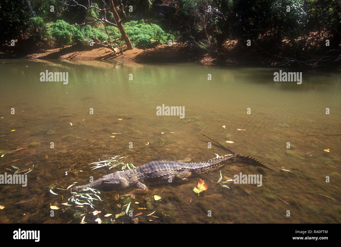 FRESHWATER CROCODILE KNOWN AS 'FRESHIE' (CROCODYLUS JOHNSTONI) WINDJANA ...