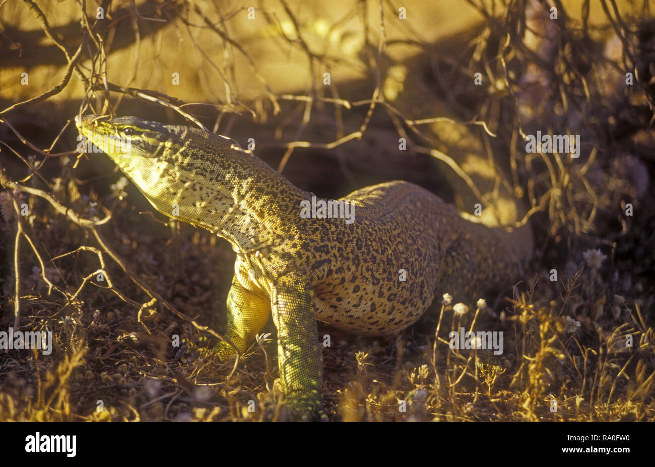Australian goanna hi-res stock photography and images - Alamy