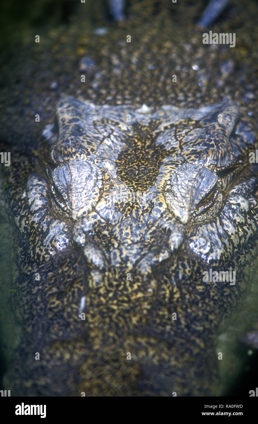 Australian salties hi-res stock photography and images - Alamy