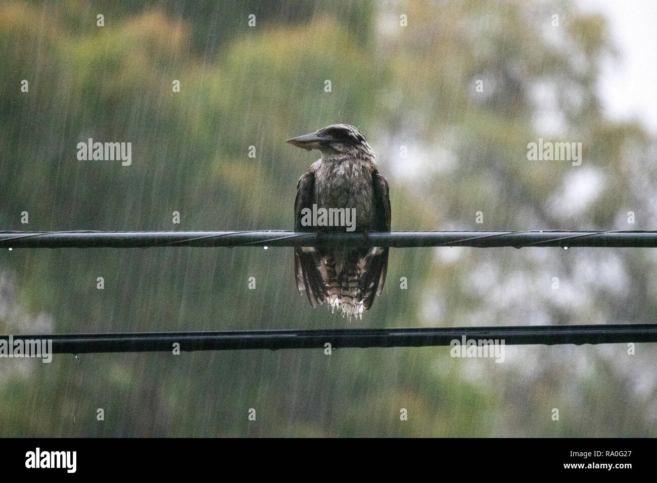 Rain soaked birds hi-res stock photography and images - Alamy
