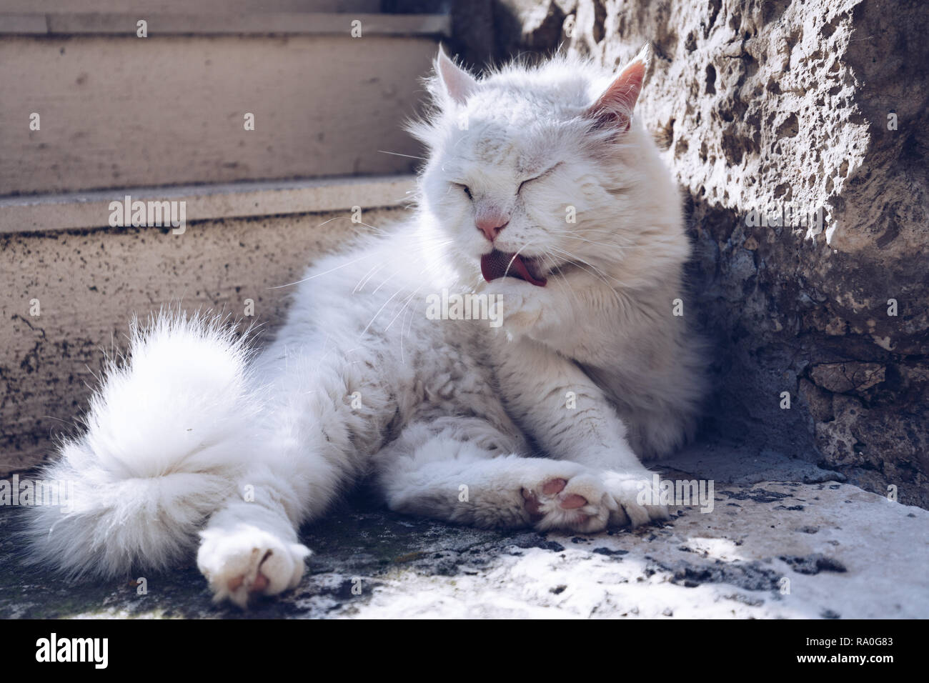 Cute cat washing itself on the street. Cat cleaning himself in the ...