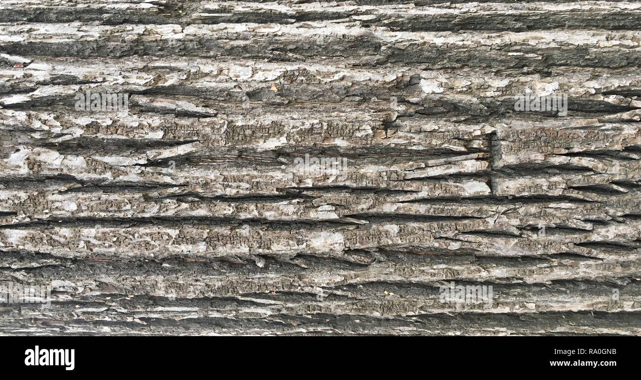 White oak bark hi-res stock photography and images - Alamy
