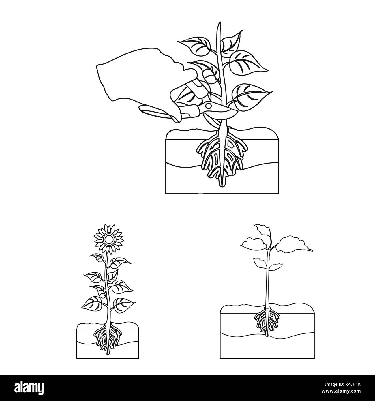 grow,root,cycle,development,seed,plant,bean,germinate,process,seedling ...