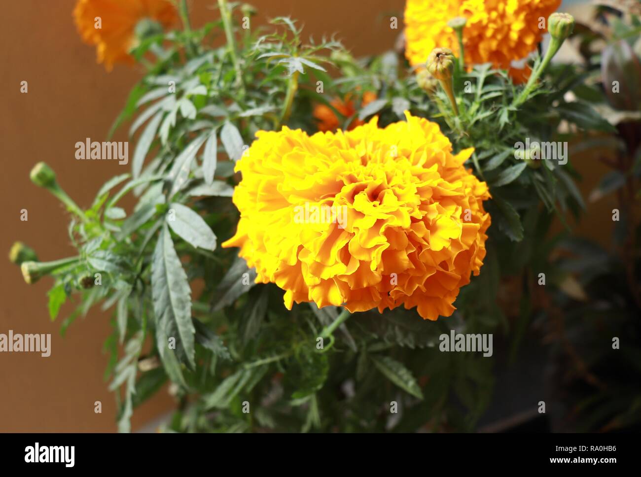 Beautiful plant of Marigold with fresh flower Stock Photo - Alamy
