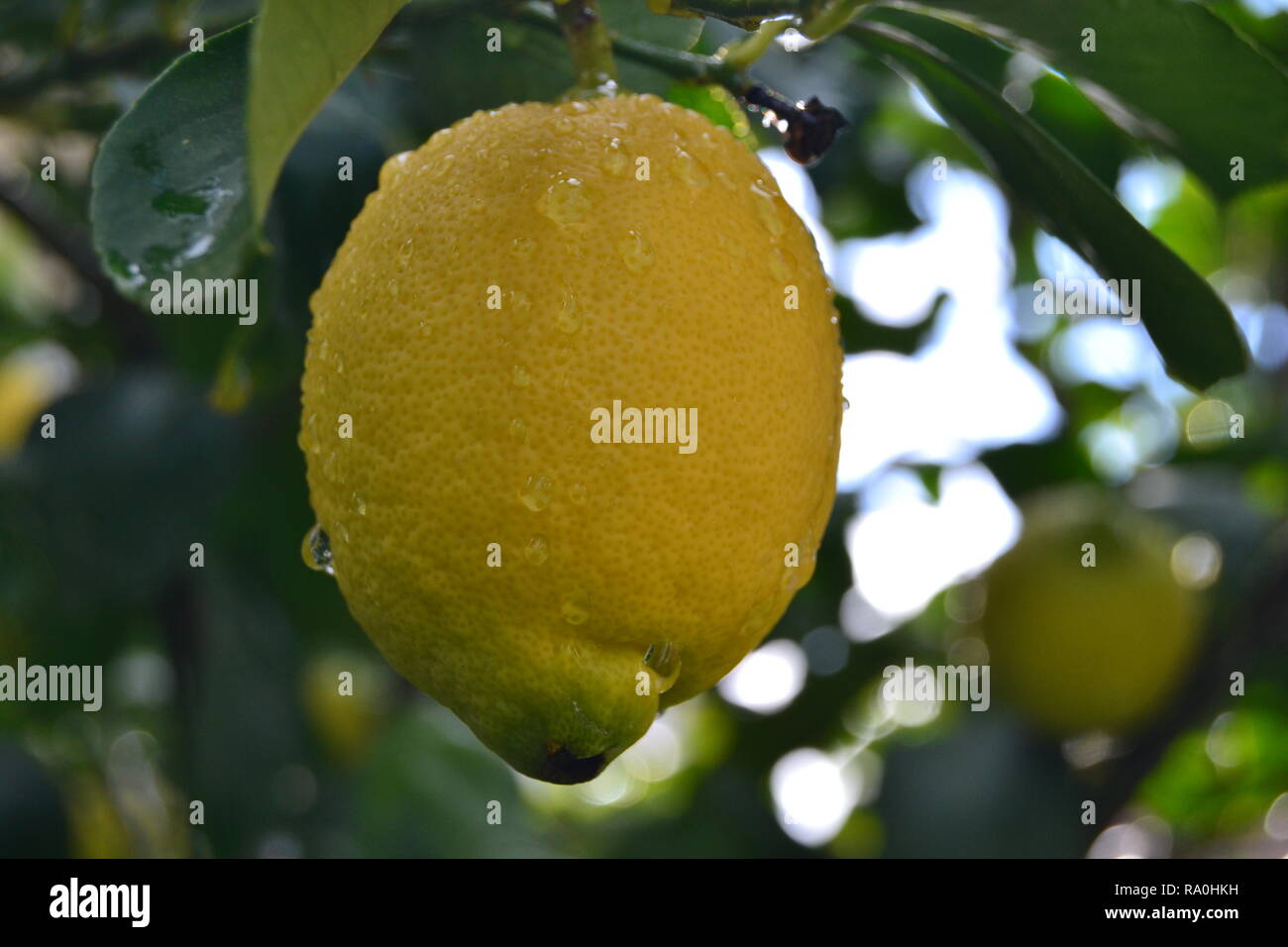 Lemon tree in cyprus hi-res stock photography and images - Alamy
