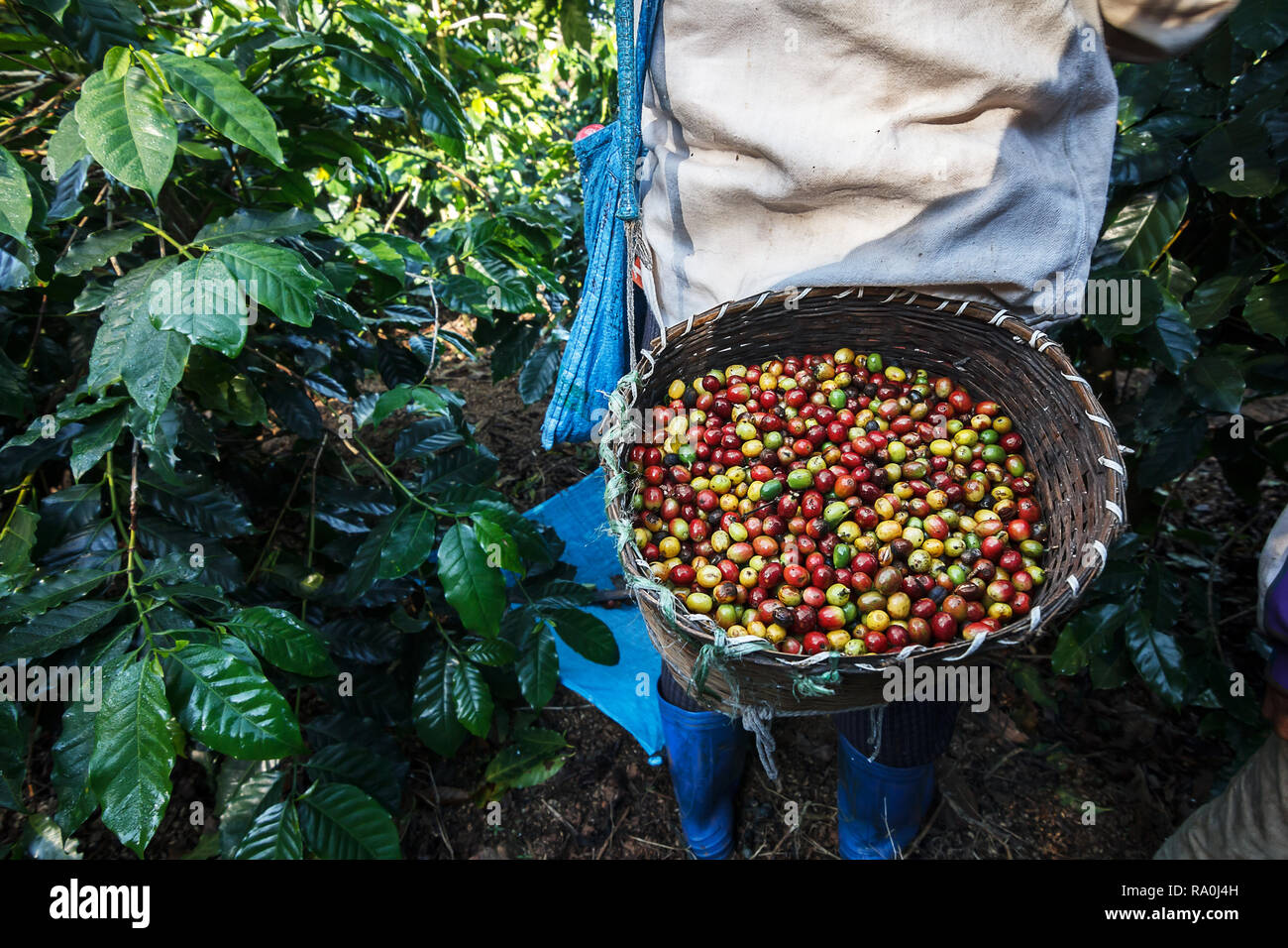 Coffee farmer picking ripe cherry beans Stock Photo - Alamy