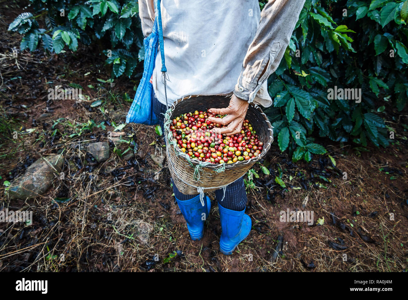 Coffee farmer picking ripe cherry beans Stock Photo - Alamy
