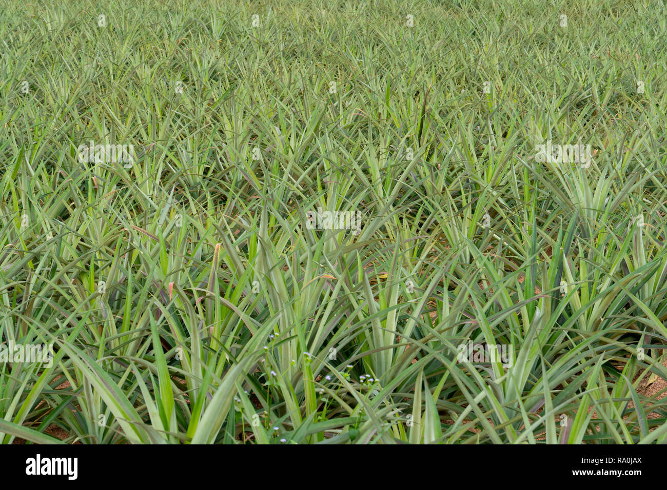 Pineapple plantation thailand hi-res stock photography and images - Alamy