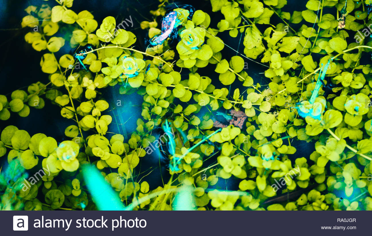 Seaweed Underwater Stock Photos & Seaweed Underwater Stock Images - Alamy