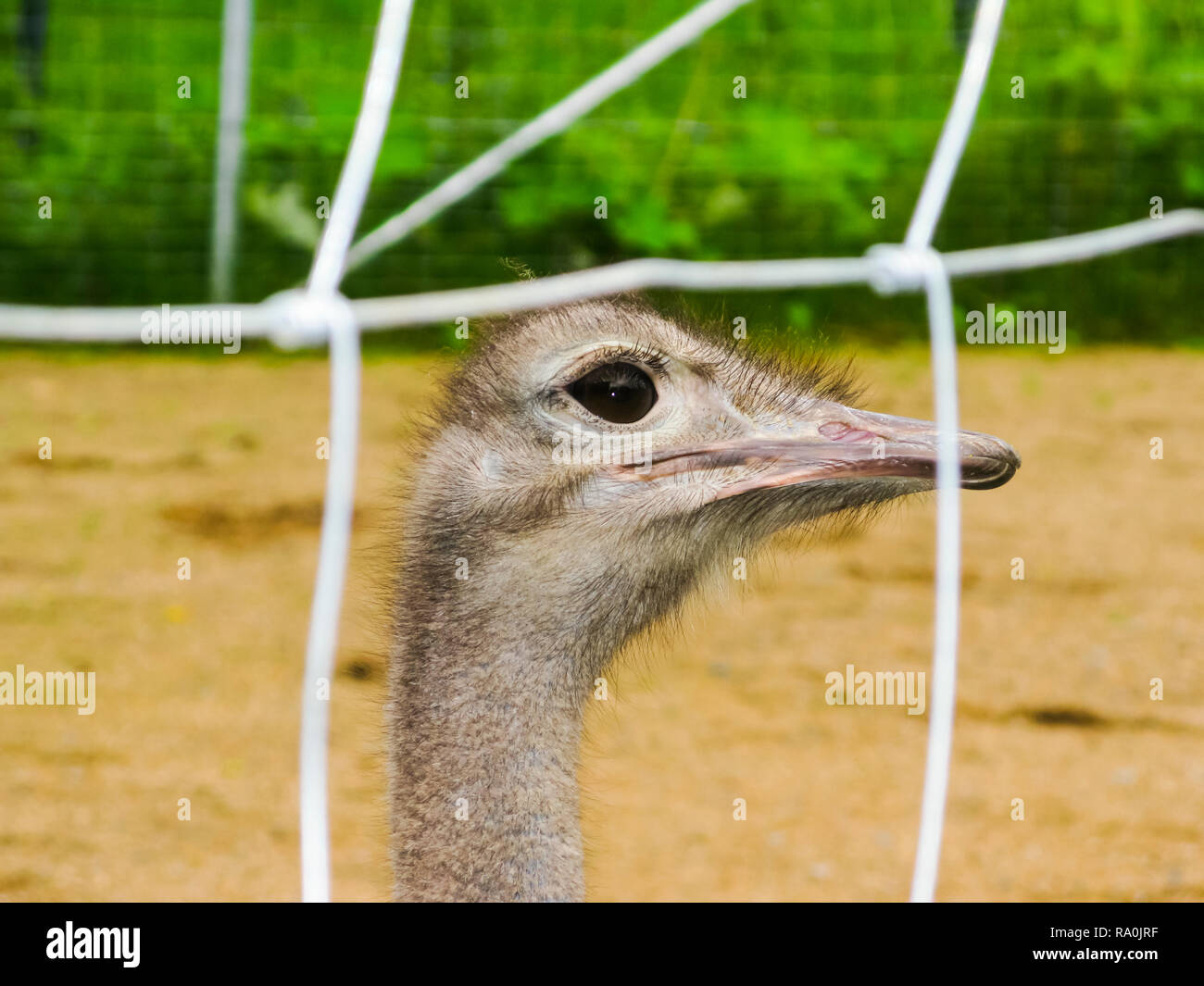 Ostrich stew hi-res stock photography and images - Alamy