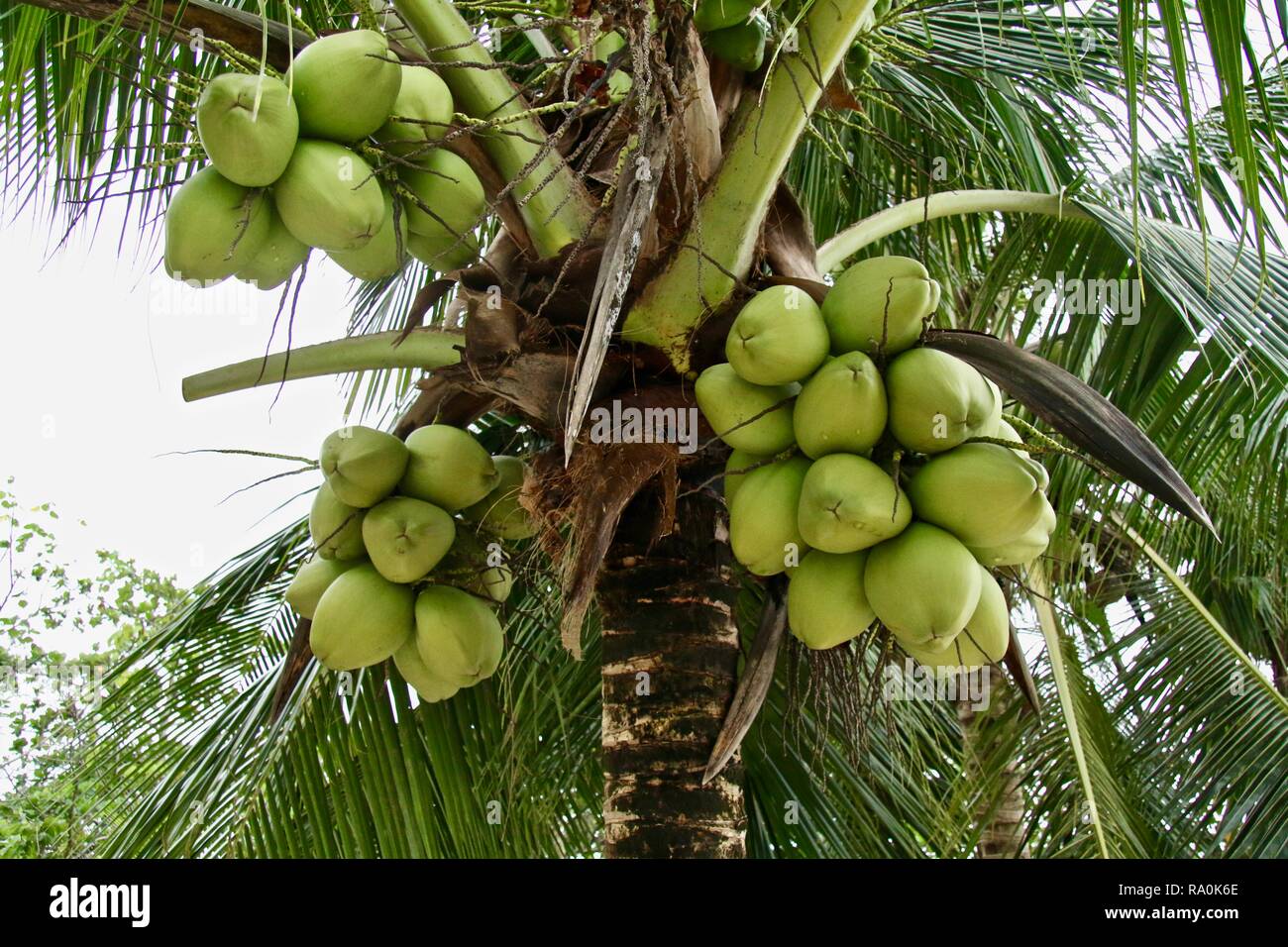 Heavy Bunches High Resolution Stock Photography and Images - Alamy