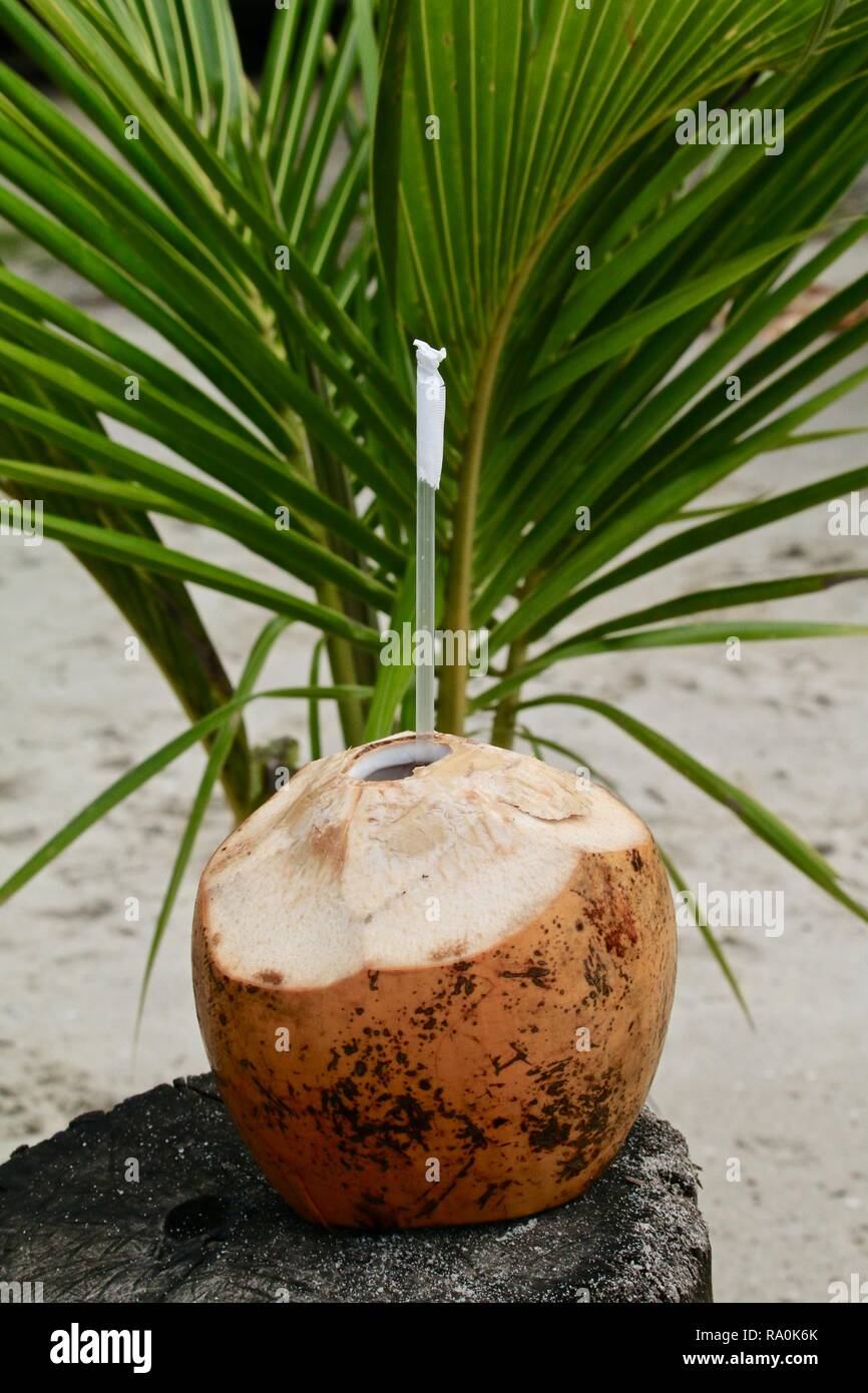 A freshly cut coconut on a log ready to drink Stock Photo - Alamy