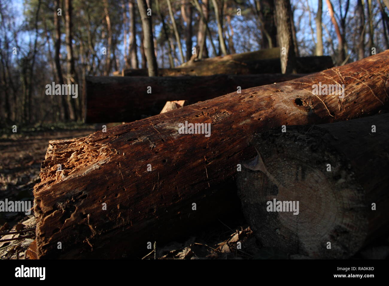 Logs bark hi-res stock photography and images - Alamy