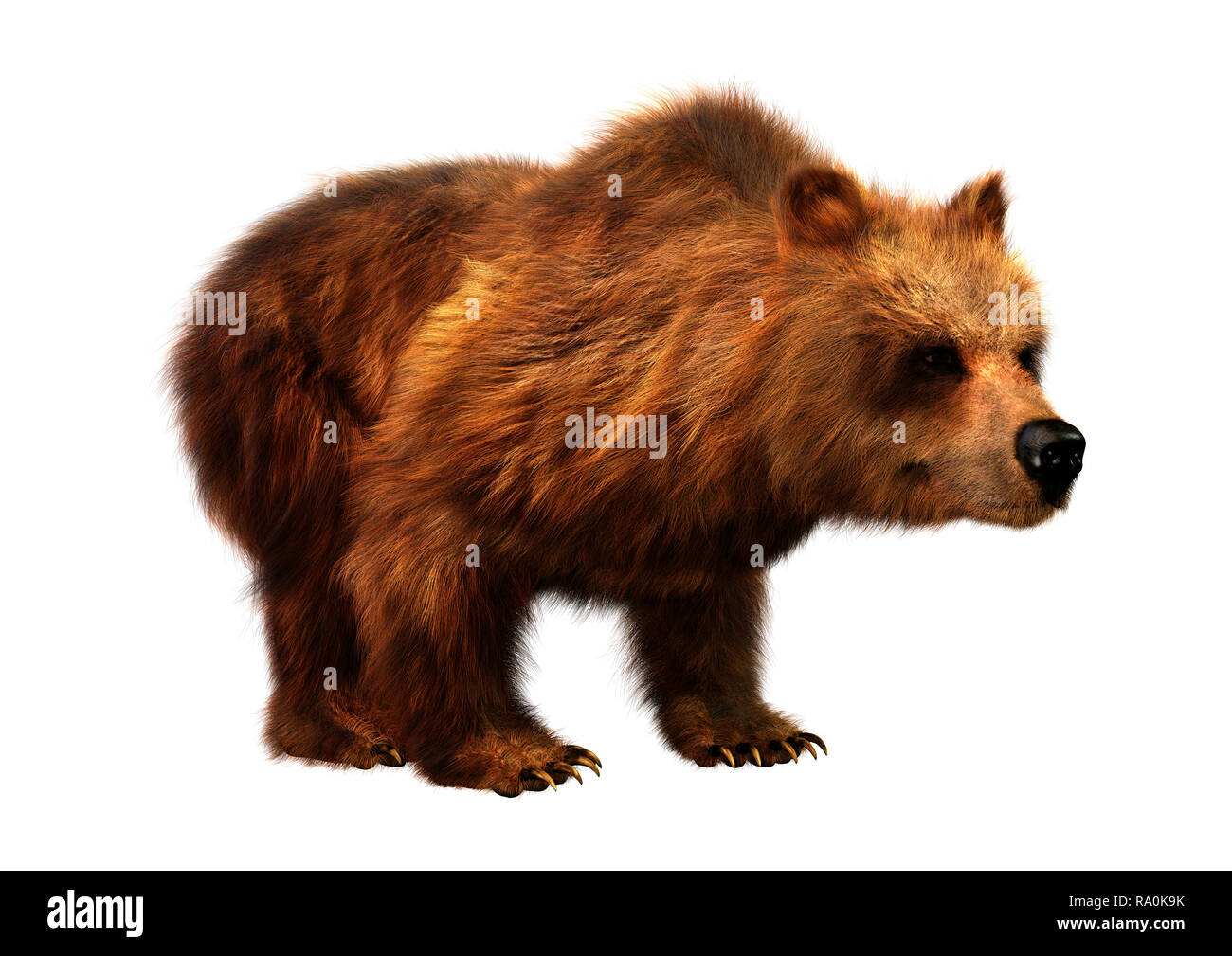 3D rendering of a brown bear isolated on white background Stock Photo ...