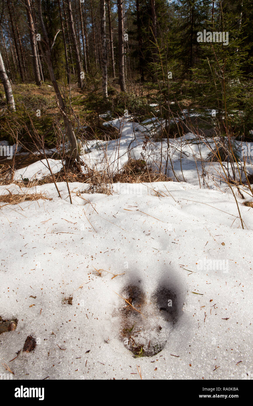 Moose footprint in snow at spring forest Stock Photo - Alamy
