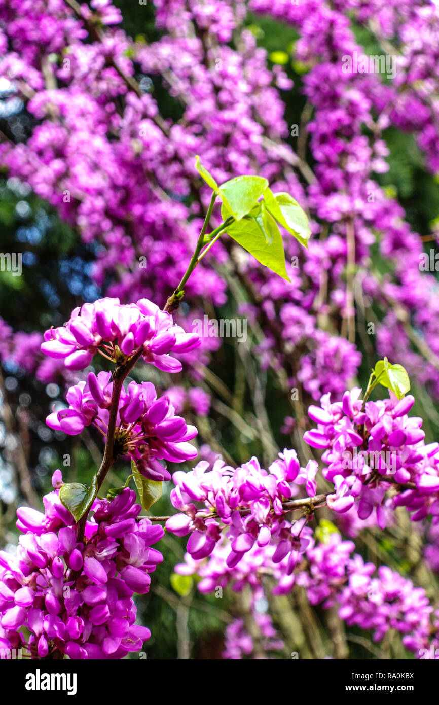 Cercis chinensis hi-res stock photography and images - Alamy
