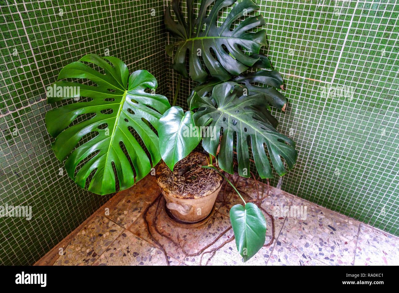 Philodendron monstera hi-res stock photography and images - Alamy