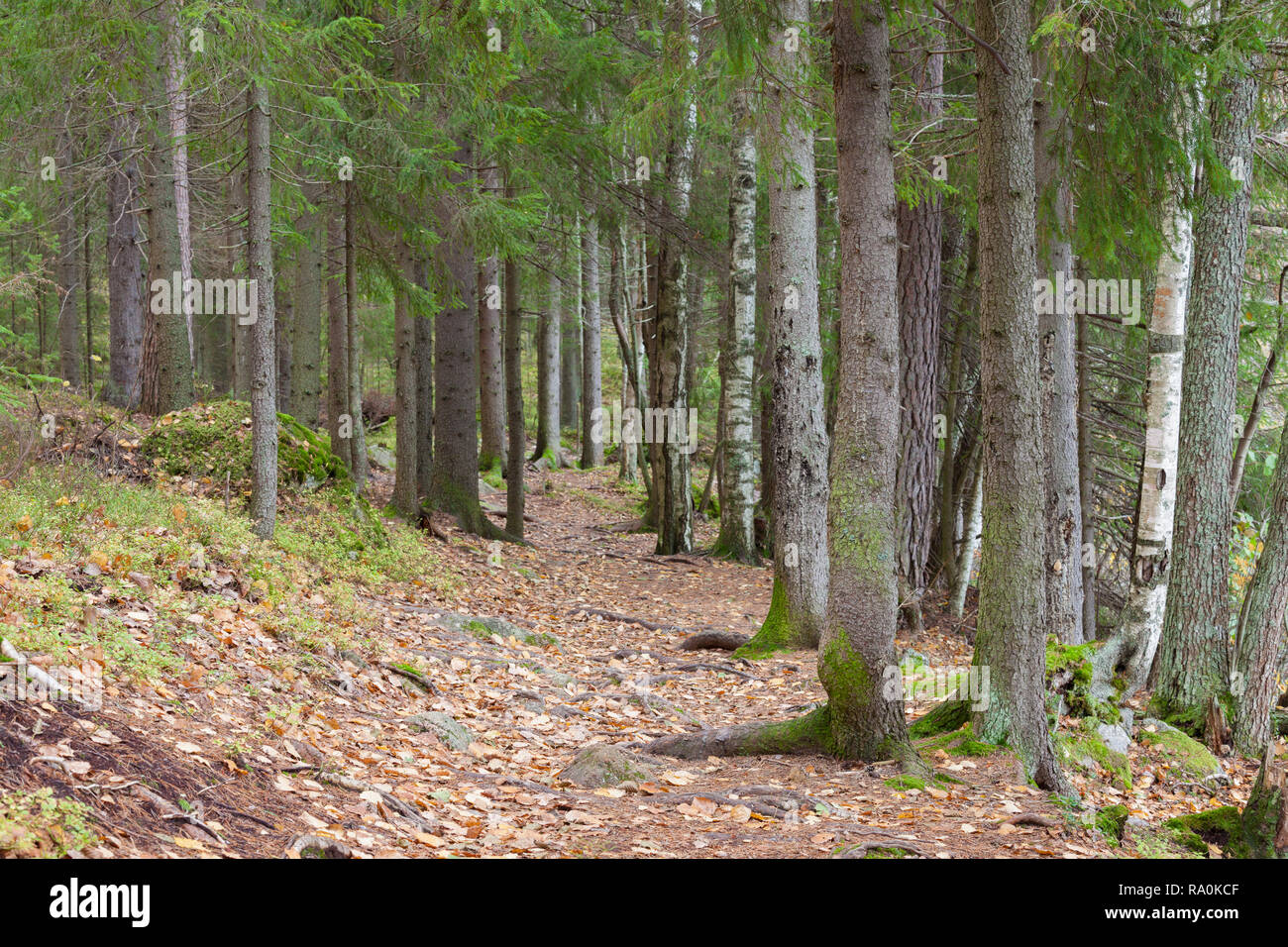 Path pathway forest hi-res stock photography and images - Alamy