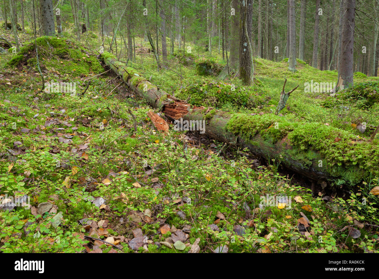 Rotten and fallen tree hi-res stock photography and images - Alamy