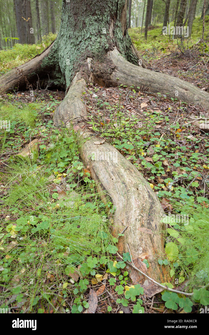 Tree roots at forest Stock Photo - Alamy