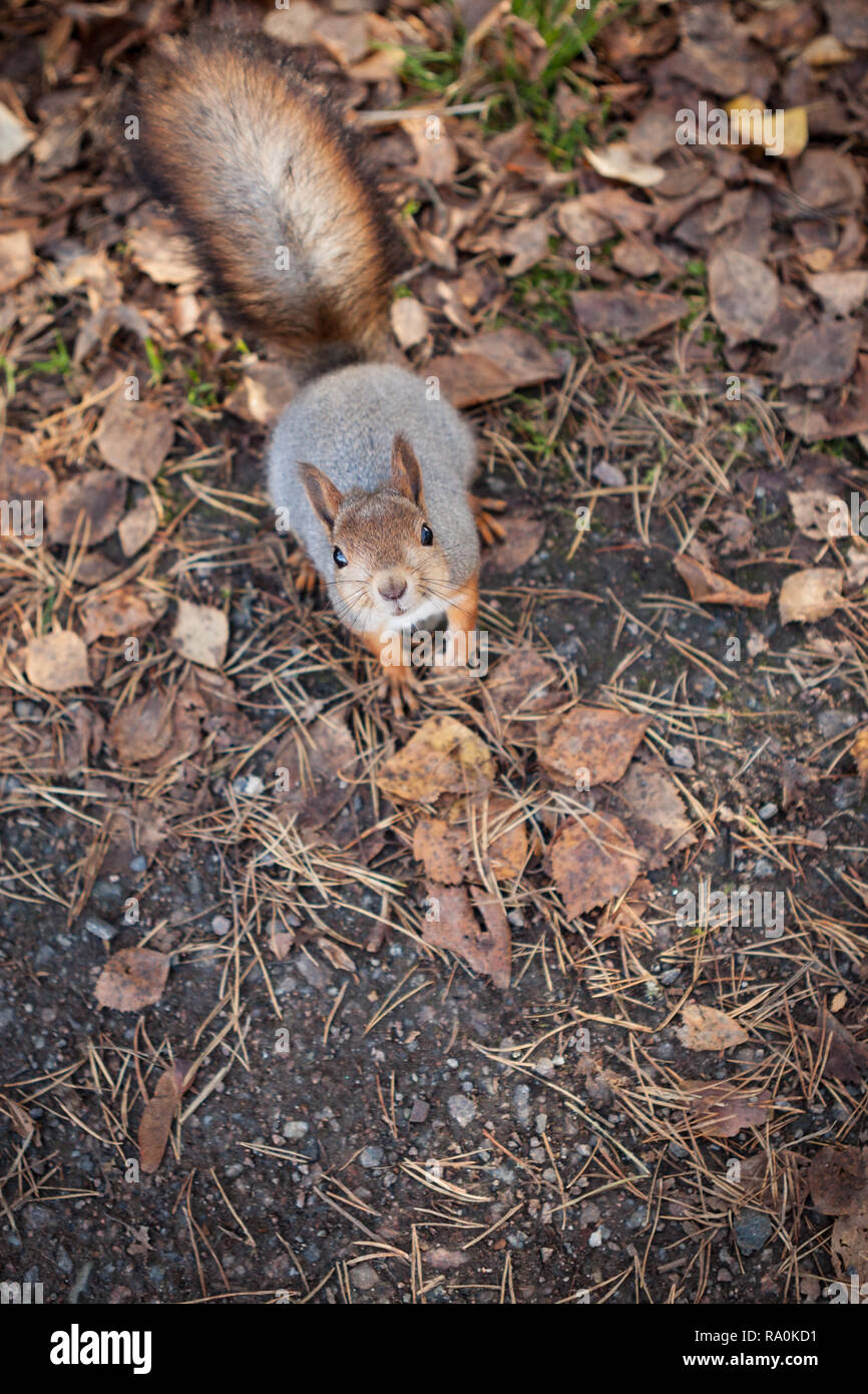 Little squirrel looking up to camera Stock Photo - Alamy