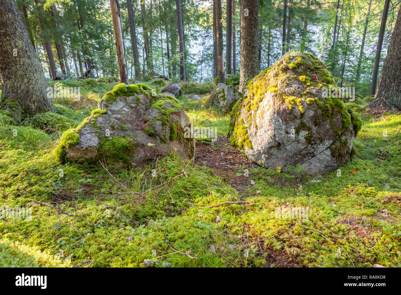 Big rock in forest landscape Stock Photo - Alamy