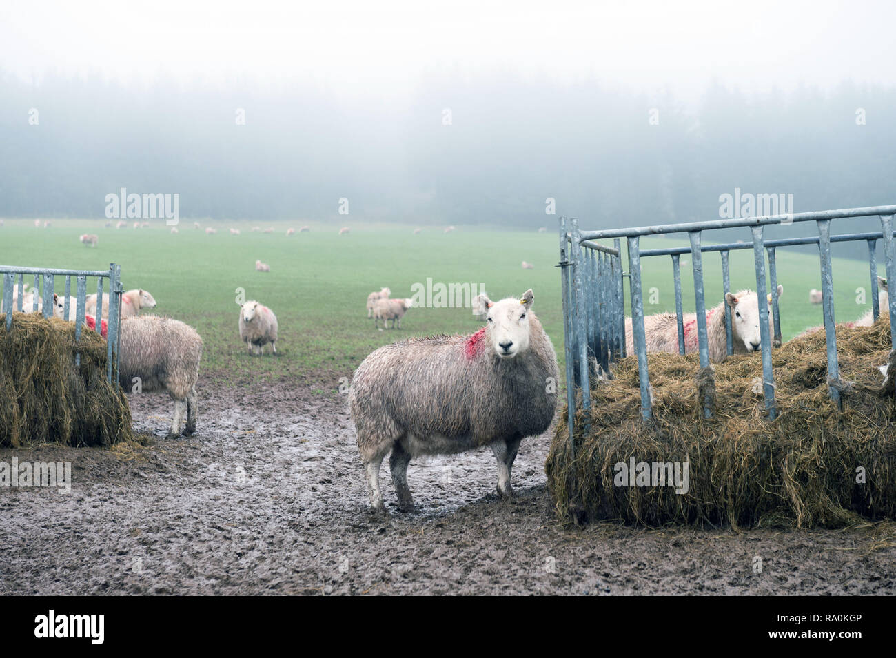 sheep in the mountains (brecon beacons national park, wales Stock Photo ...