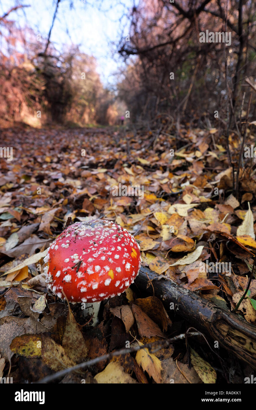Toadstall on a path Stock Photo - Alamy