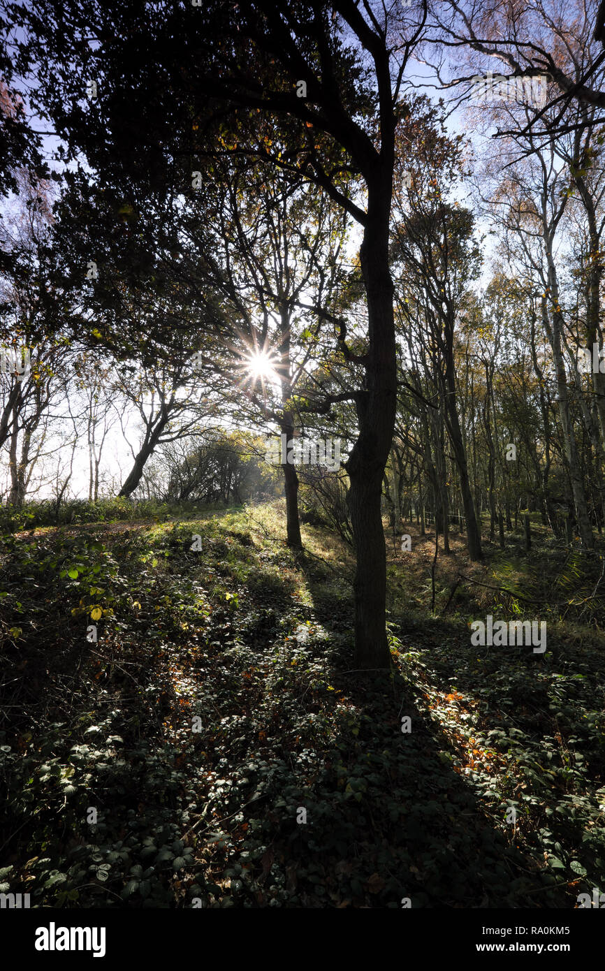 Woodland sun hi-res stock photography and images - Alamy