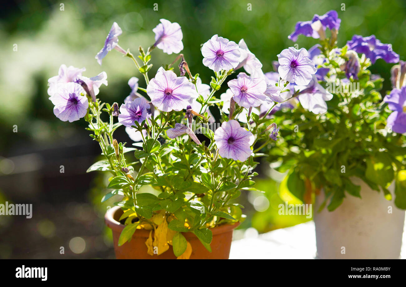Red petunia exserta hi-res stock photography and images - Alamy