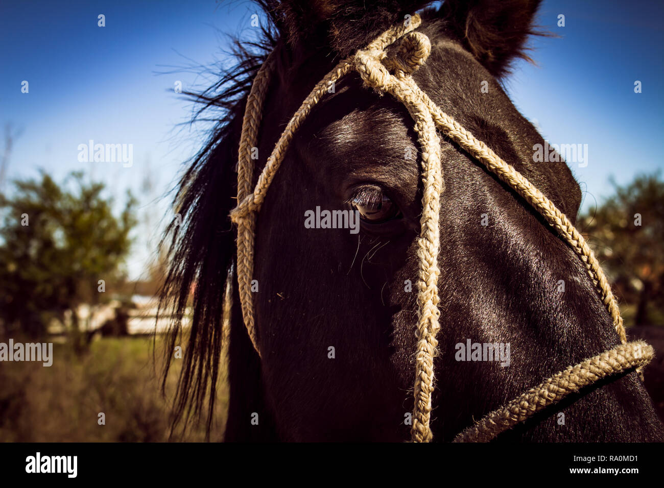 Tied by ropes hi-res stock photography and images - Alamy
